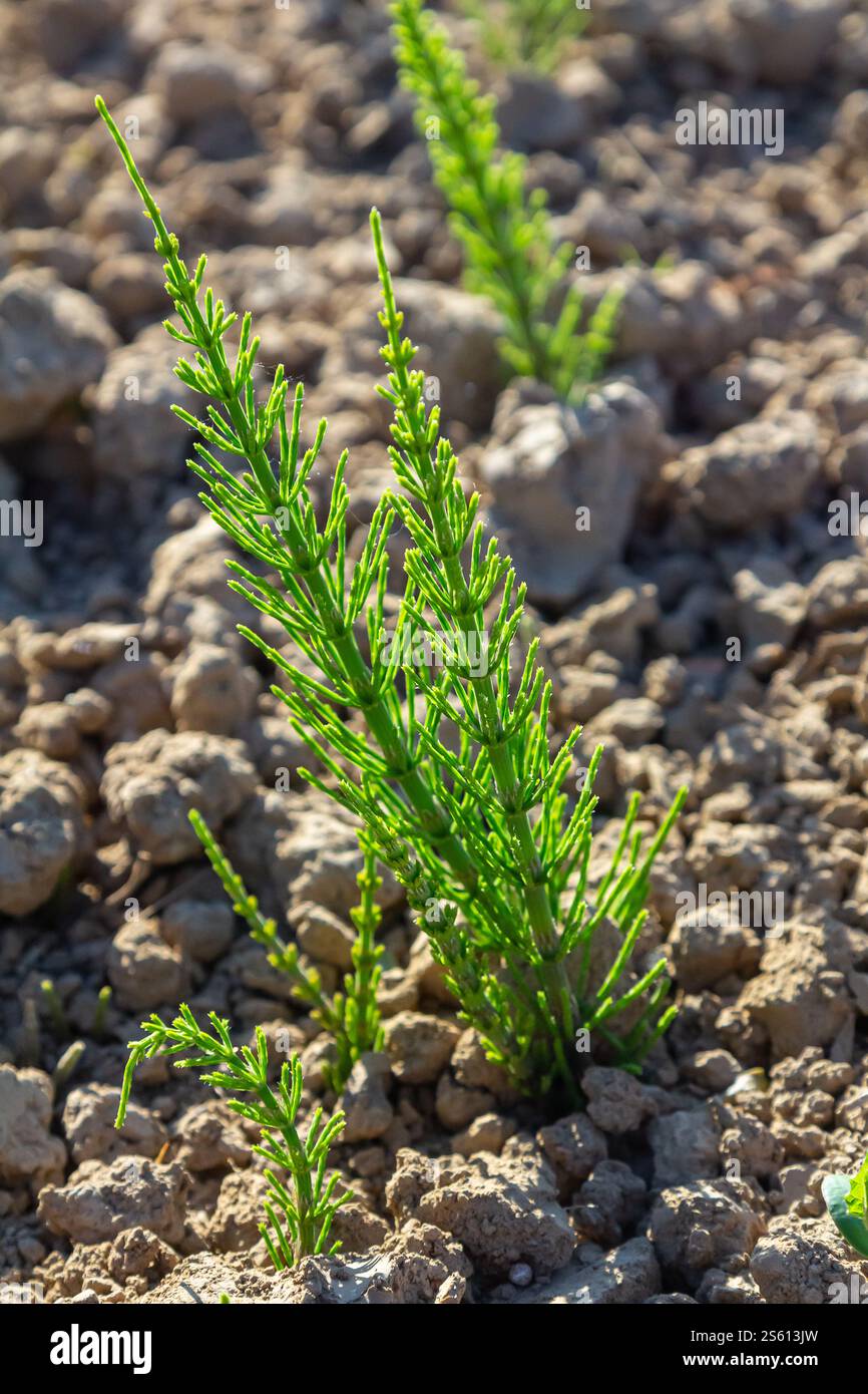 Horsetail field Equisetum arvense grows in the wild Stock Photo - Alamy