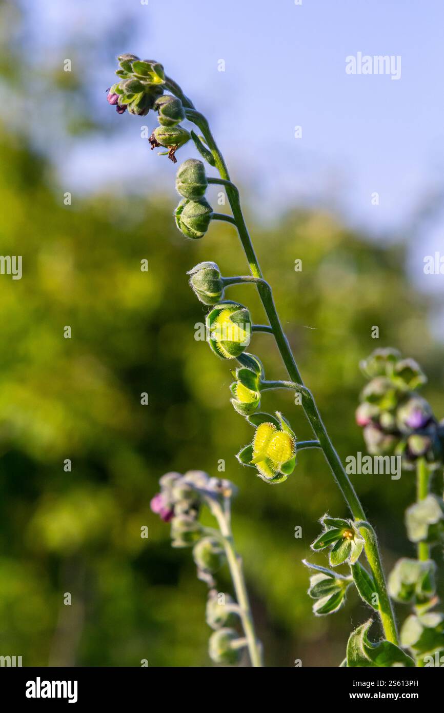 In the wild, Cynoglossum officinale blooms among grasses. A close-up of ...