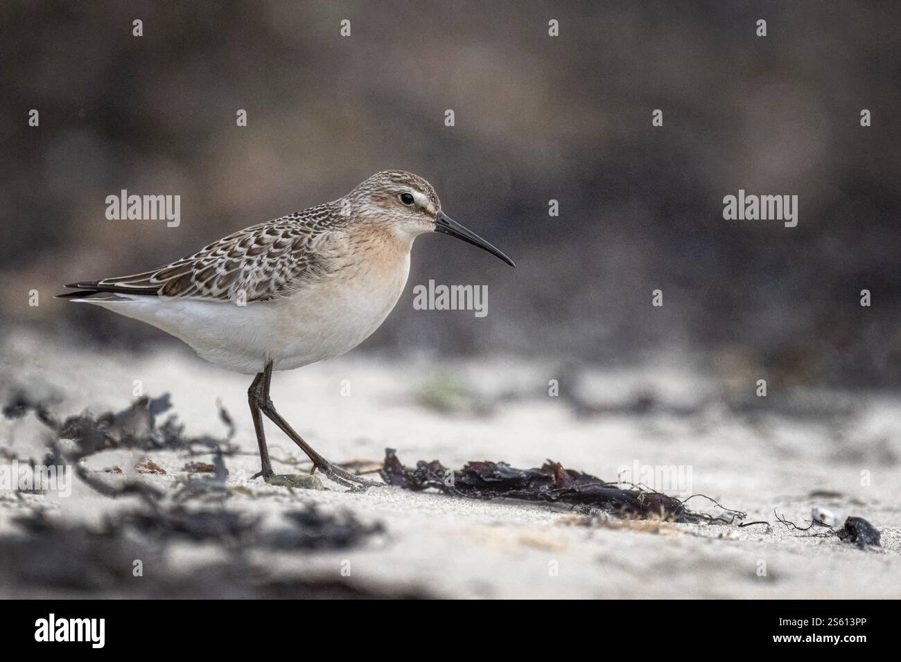 Cornwall bird sightings hi-res stock photography and images - Alamy
