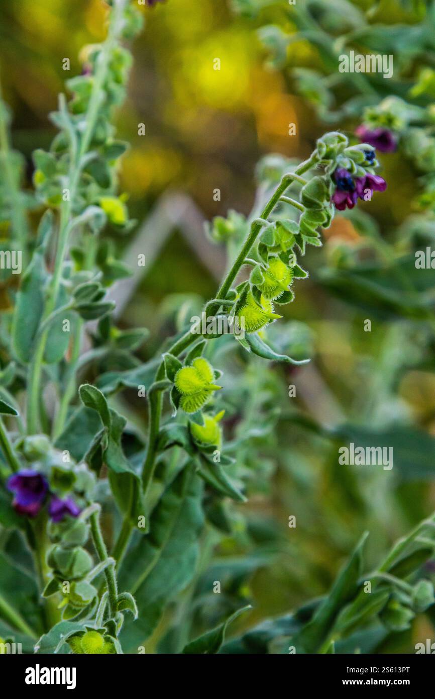 In the wild, Cynoglossum officinale blooms among grasses. A close-up of ...