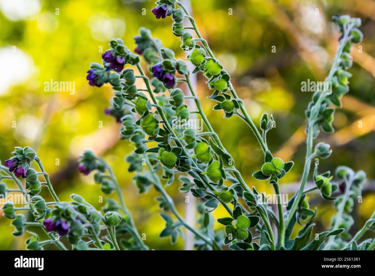 In the wild, Cynoglossum officinale blooms among grasses. A close-up of ...