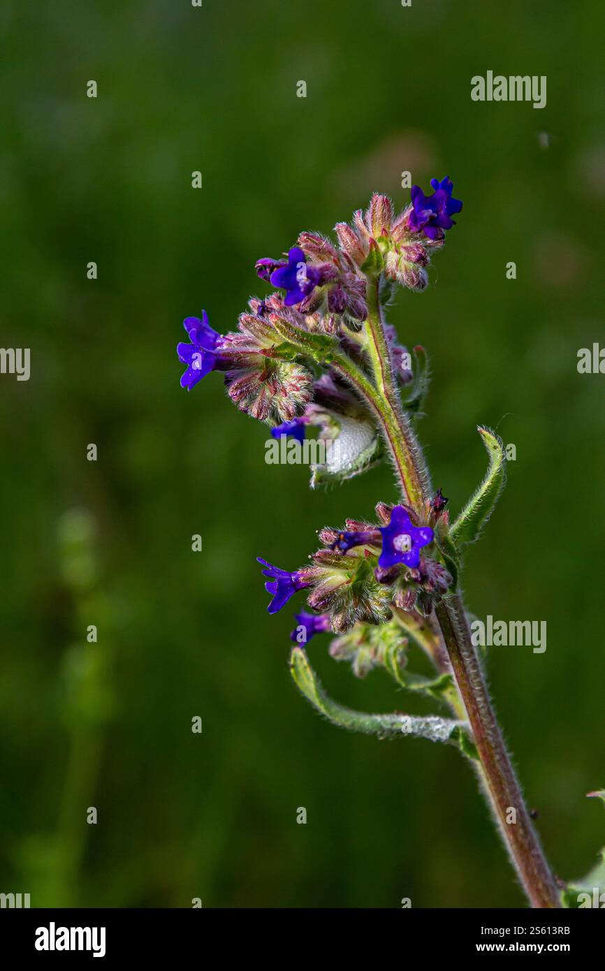 Anchusa officinalis, commonly known as the common bugloss or alkanet with green background Stock ...