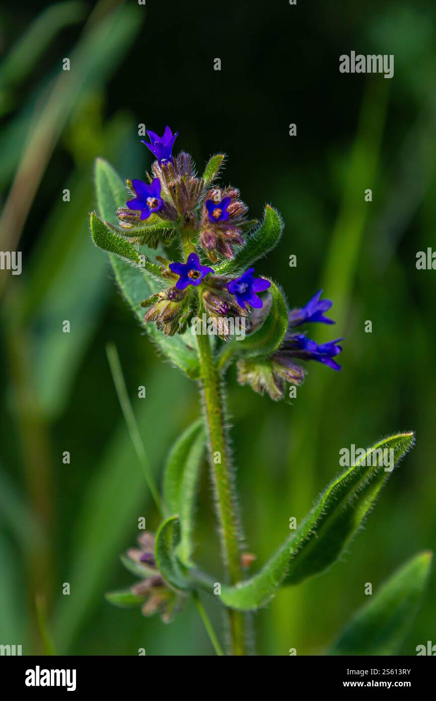 Anchusa officinalis, commonly known as the common bugloss or alkanet with green background Stock ...