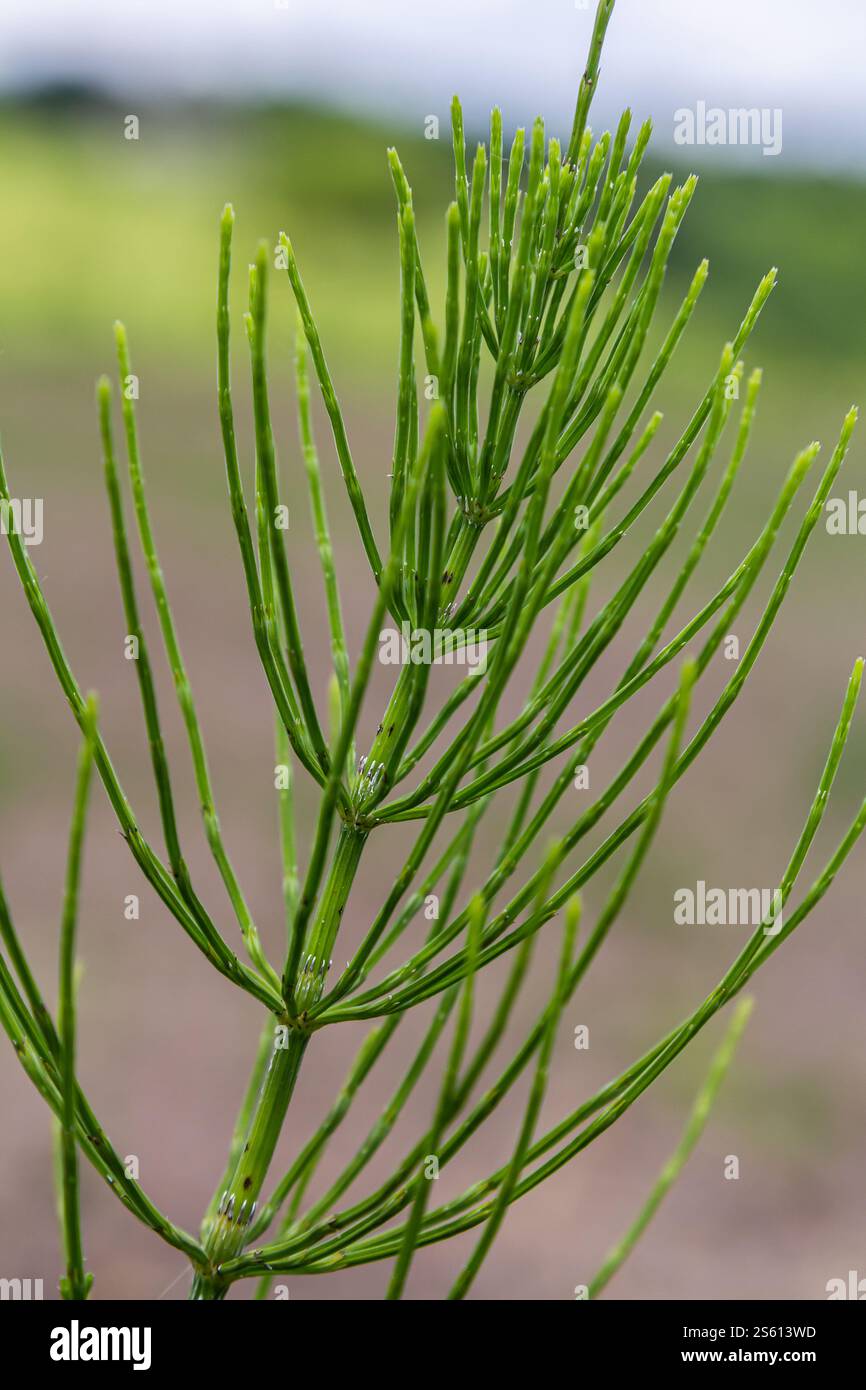 Horsetail field Equisetum arvense grows in the wild Stock Photo - Alamy