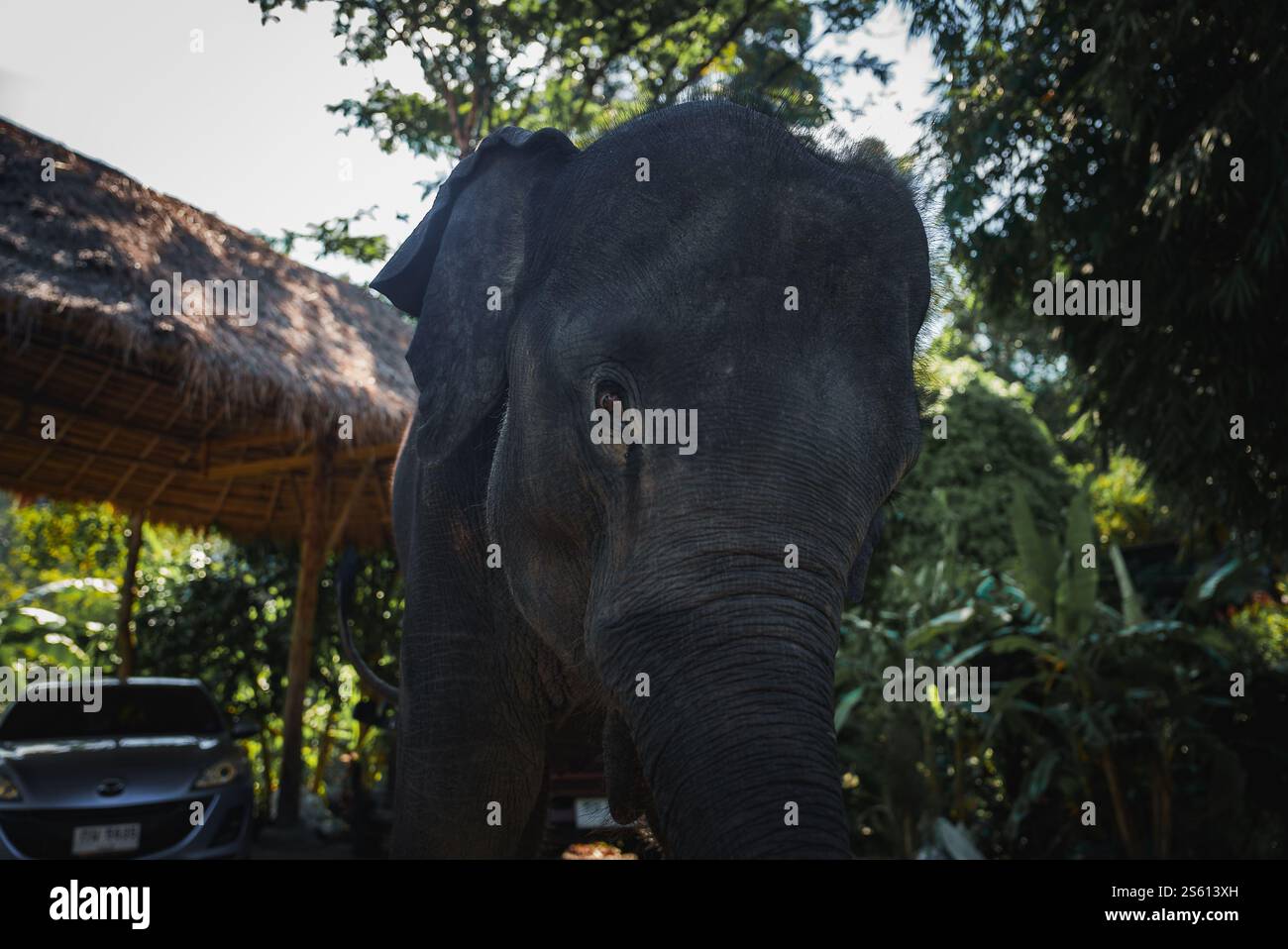Young Elephant in Tropical Setting with Thatched Roof and Greenery ...