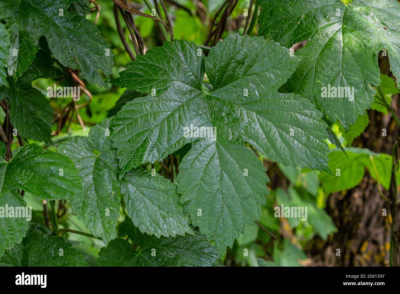 hop leaves. Humulus. green leaves of a climbing plant. natural autumn ...
