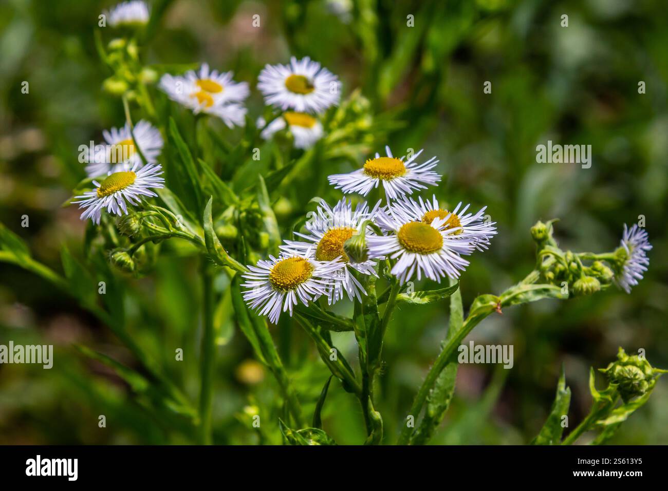 Erigeron annuus known as annual fleabane, daisy fleabane, or eastern daisy fleabane Stock Photo ...