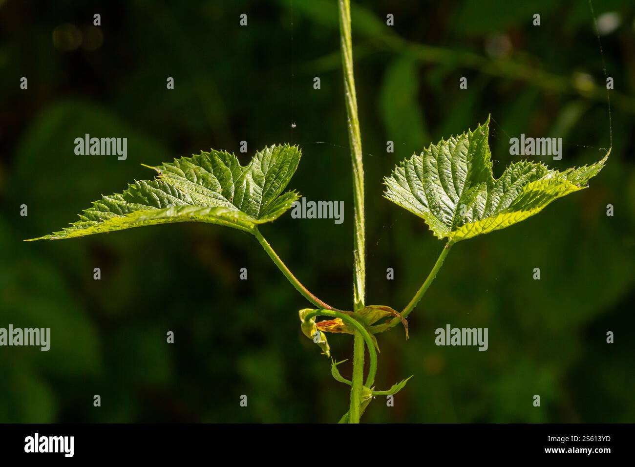 hop leaves. Humulus. green leaves of a climbing plant. natural autumn ...