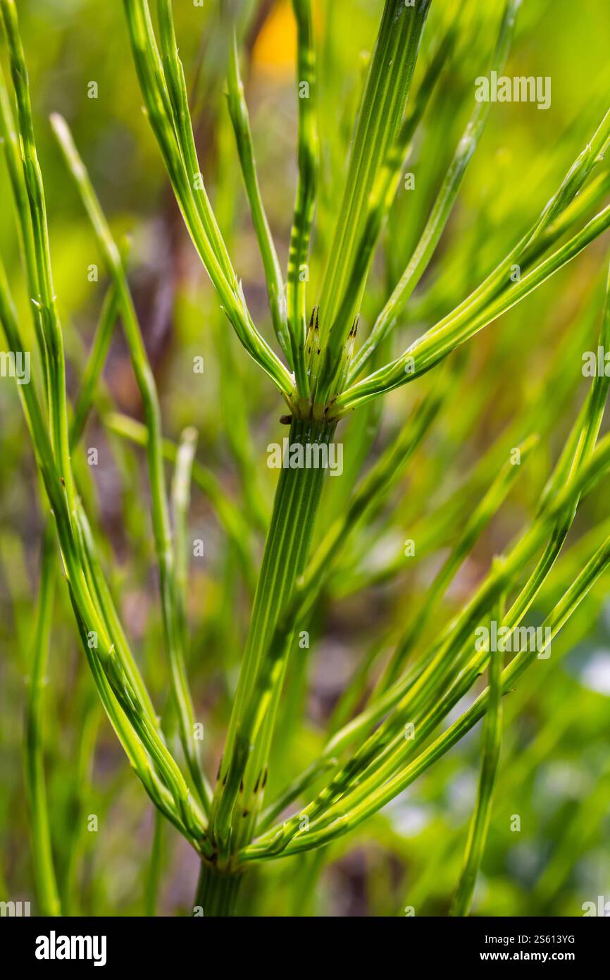 Horsetail field Equisetum arvense grows in the wild Stock Photo - Alamy