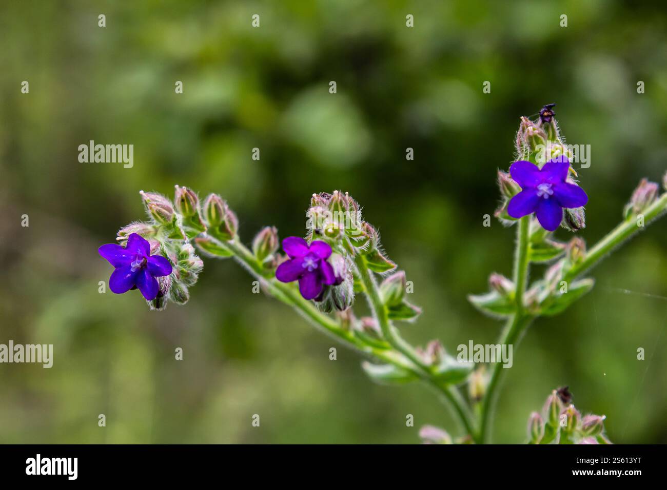 Anchusa officinalis, commonly known as the common bugloss or alkanet with green background Stock ...