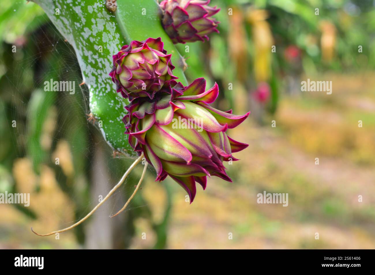 Red Pitahaya fruits (Hylocereus undatus) growing, with an out-of-focus ...