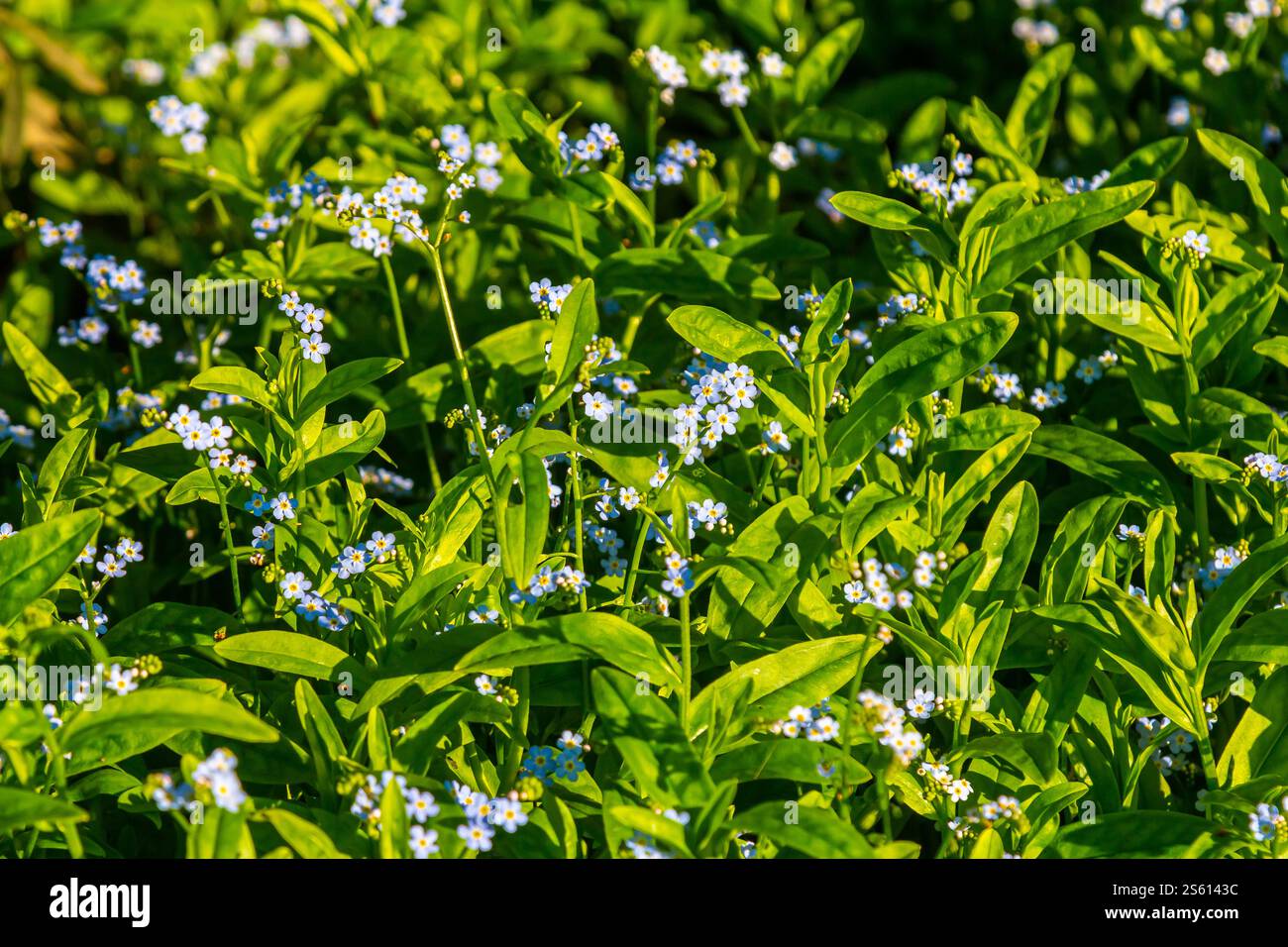 Myosotis scorpioides true or water forget me not. Turkish name Unutma ...