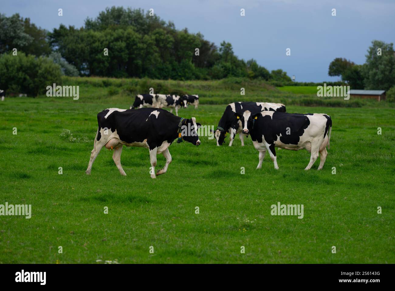Grazing cows. Cows at field. Cow herd at green pasture. Countryside ...