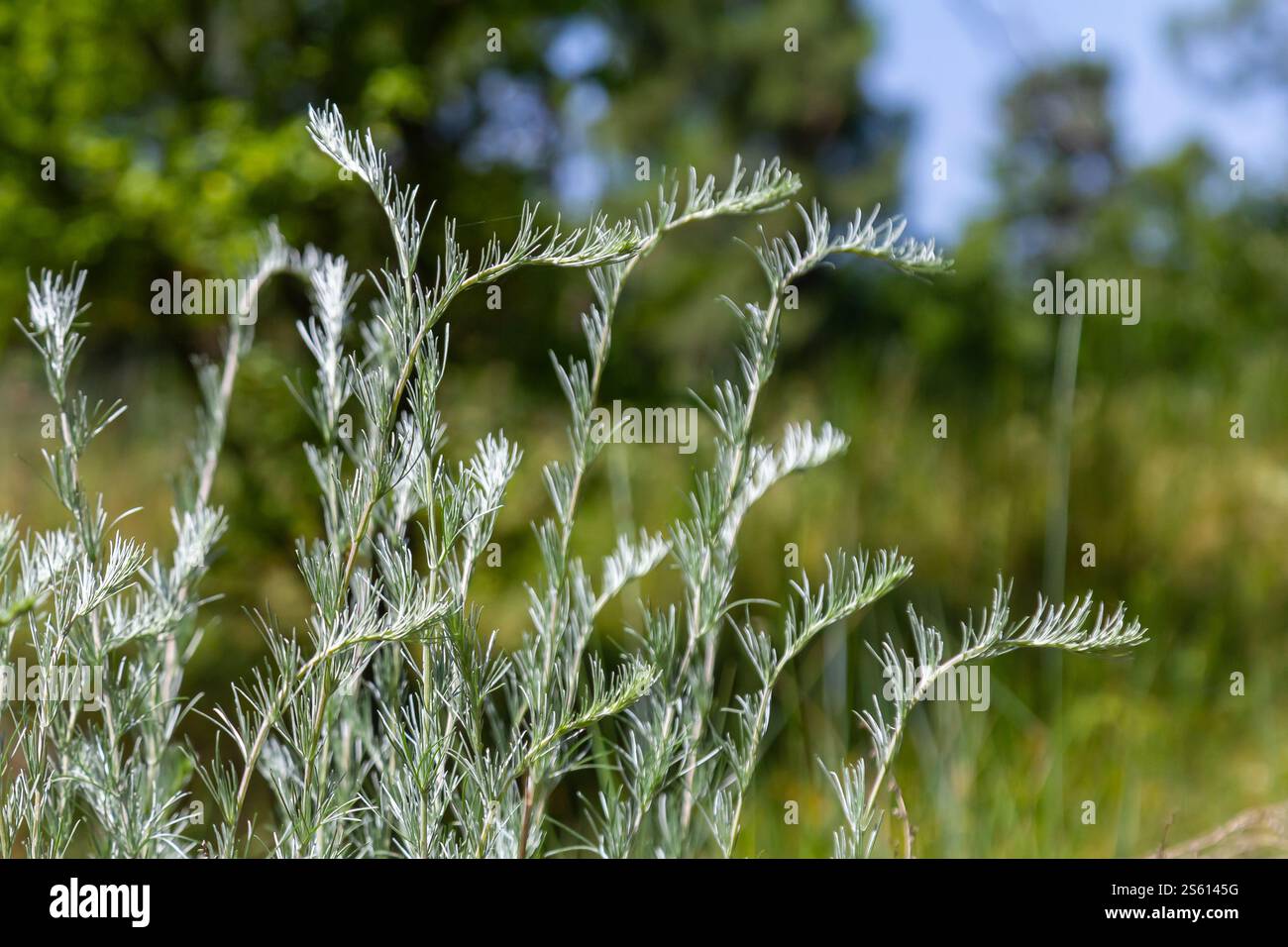 A type of wormwood grows in the wild - Artemisia marschalliana Stock ...