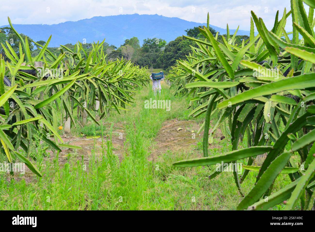 Red Pitahaya plant (Hylocereus undatus) in growth development in the ...
