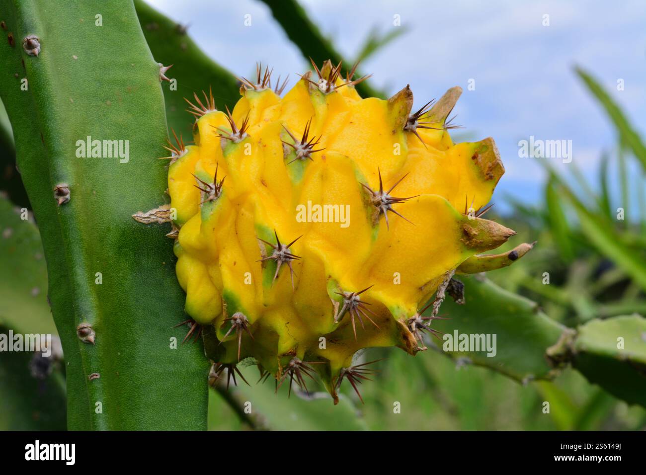Ripe yellow pitahaya fruit (Palora and Golden Isis), on the same plant ...