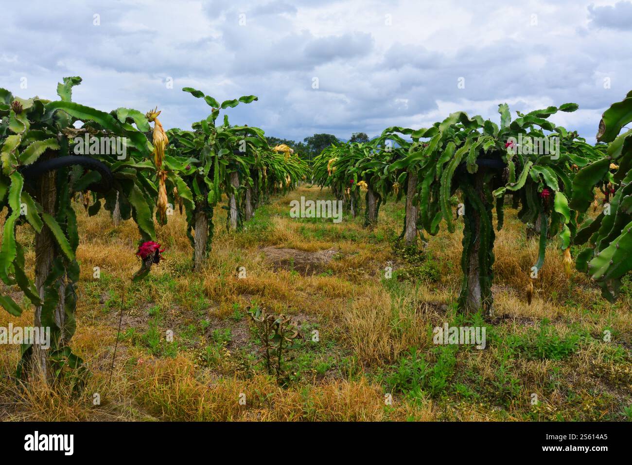 Beautiful farm of red Pitahayas (Hylocereus undatus) with a few days of ...
