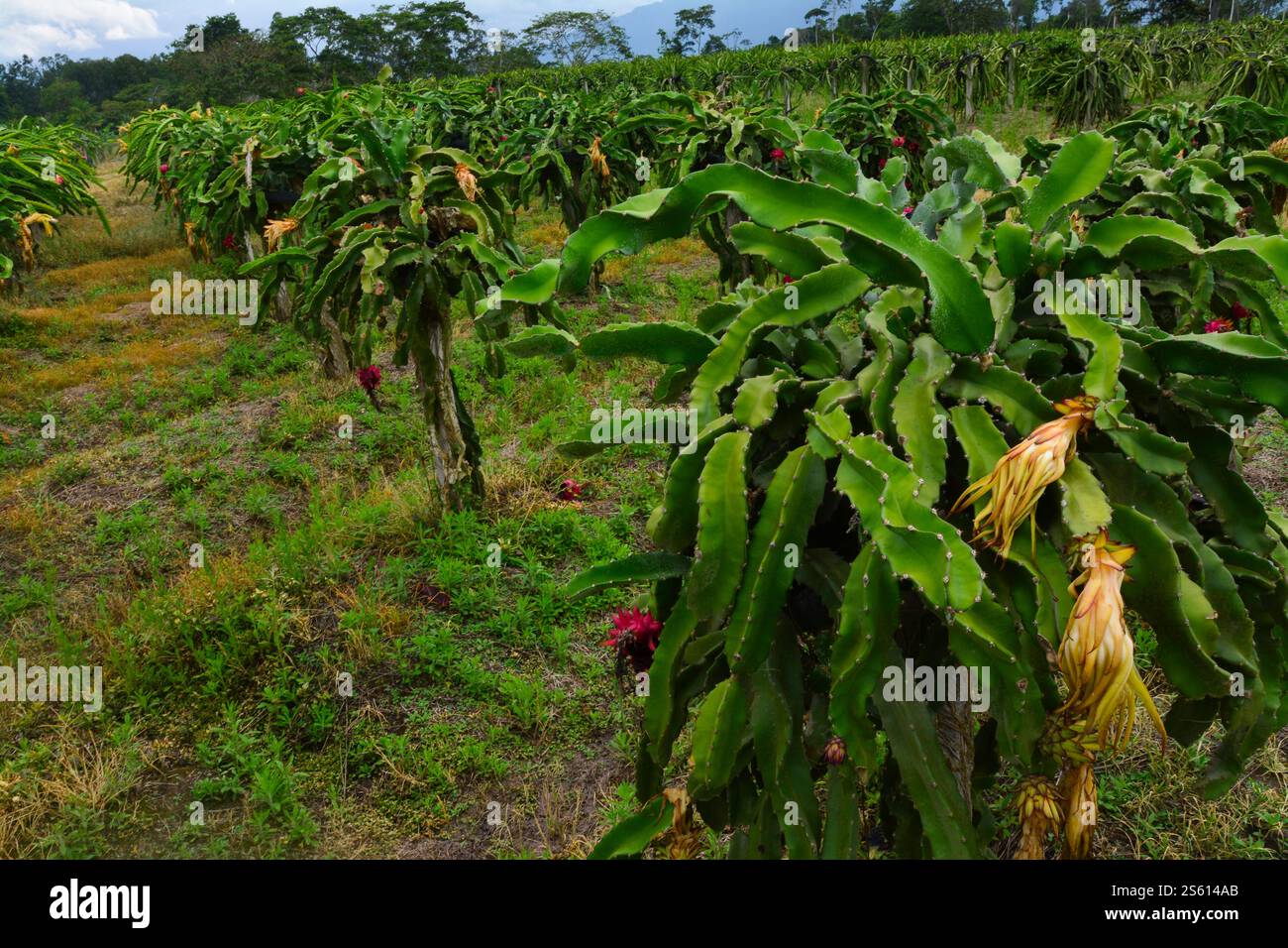 Red Pitahaya plants (Hylocereus undatus) with a few days of flowering ...