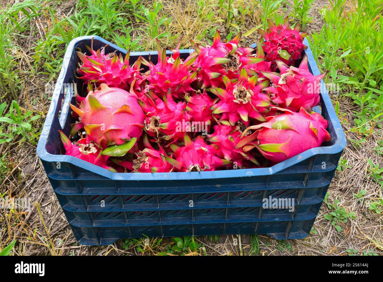 beautiful red Pitahaya (Hylocereus undatus) in a basket full of ripe ...