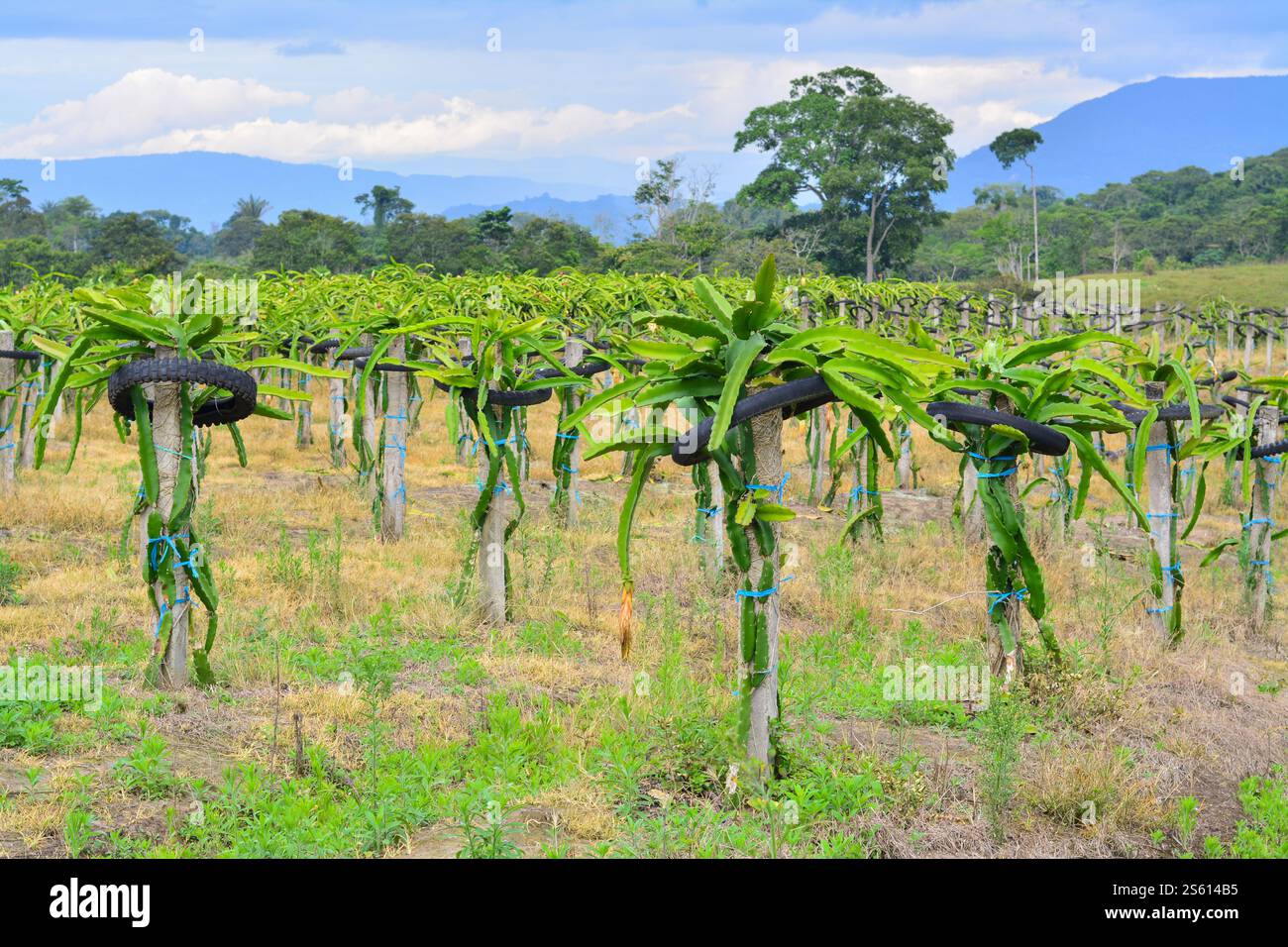 Beautiful crop of red Pitahayas (Hylocereus undatus) growing, with a ...