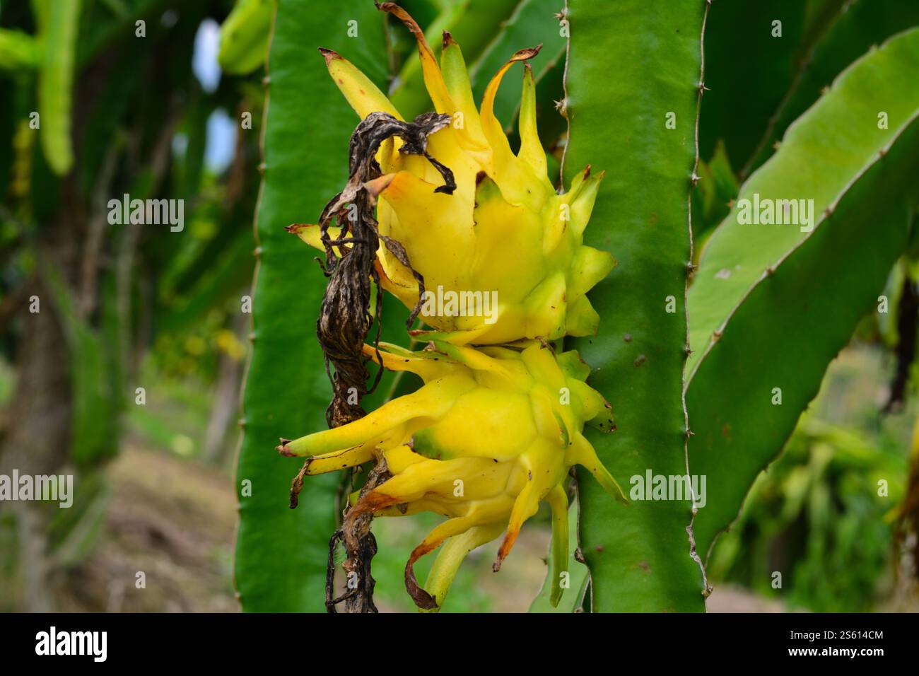 Leaves and fruits of yellow pitahaya (Palora and Golden Isis), on the ...