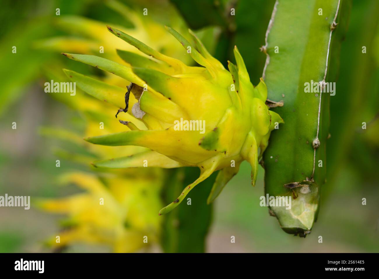 Yellow pitahaya fruits (Palora and Golden Isis), on the same plant ...