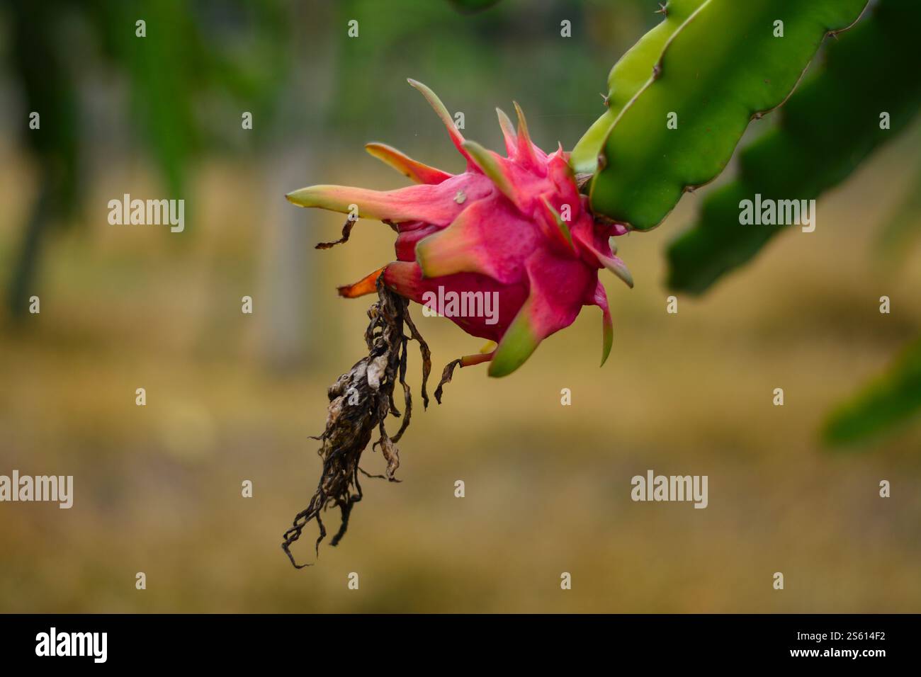 Ripe fruit of red Pitahaya (Hylocereus undatus) on the same plant, with ...