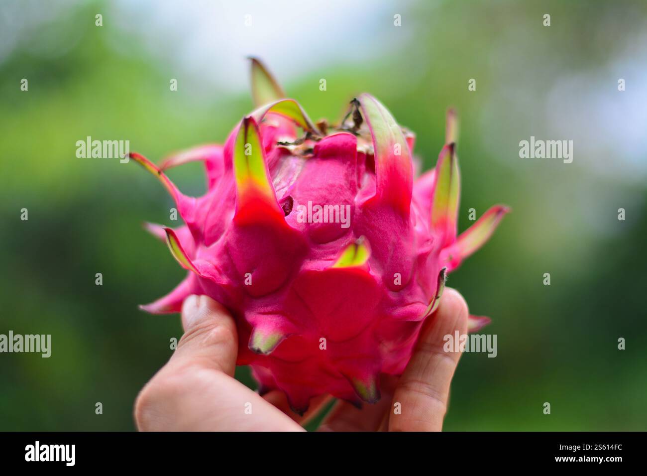 Red Pitahaya (Hylocereus undatus) whole, with a completely blurred ...