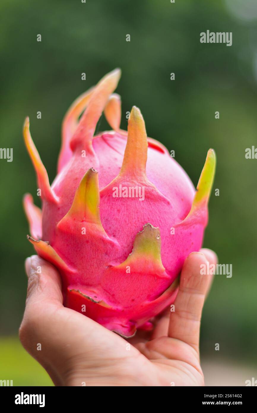 Pink Pitahaya (Hylocereus undatus) whole, held in one hand, with a ...
