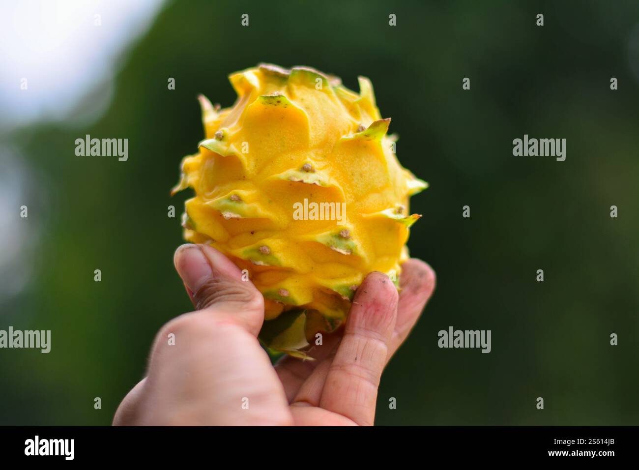 Yellow Pitahaya (Palora and Golden Isis), holding in my hand with a ...