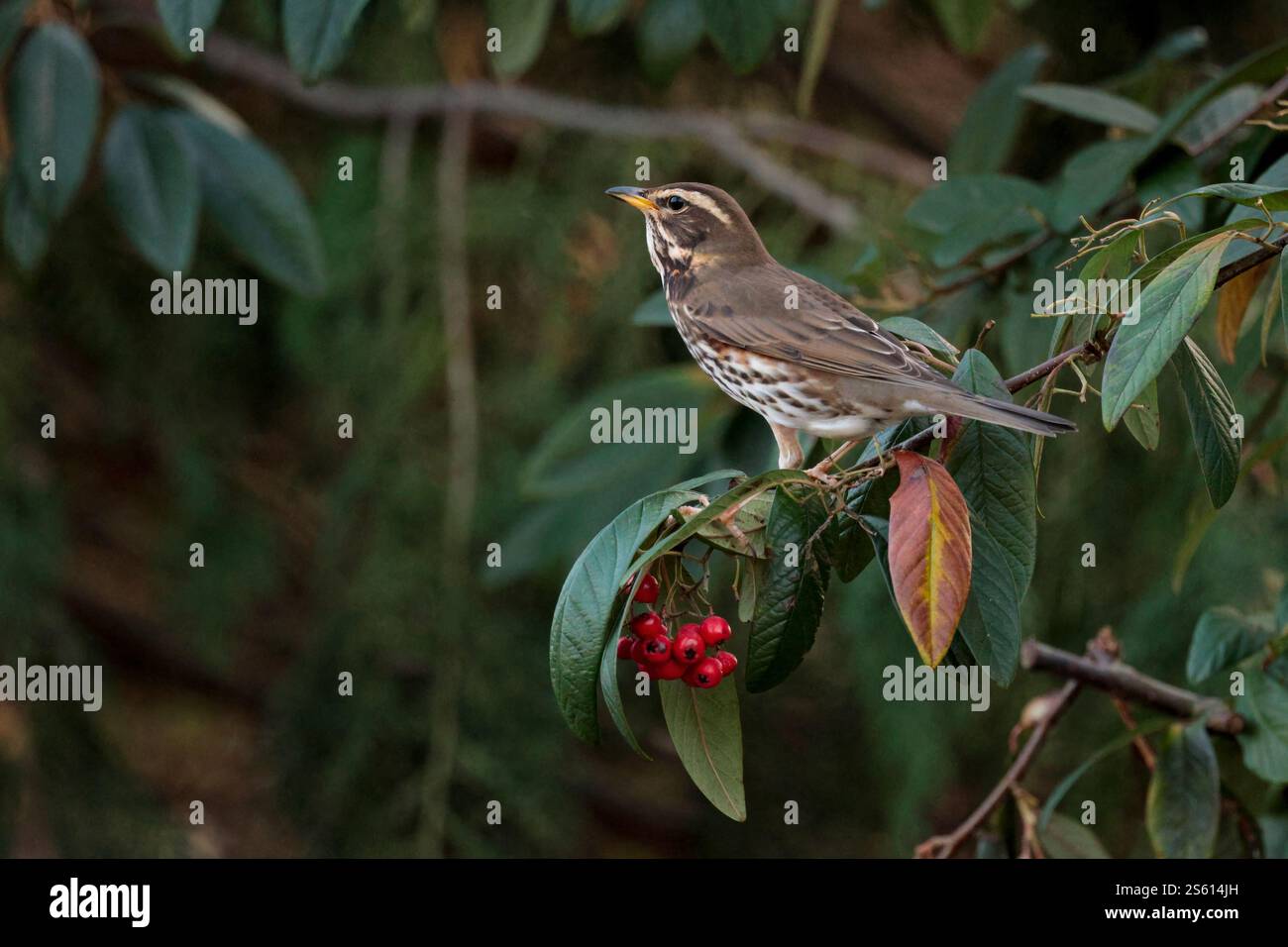 Redwing Turdus iliacus, grey brown upperparts white stripe over eye ...