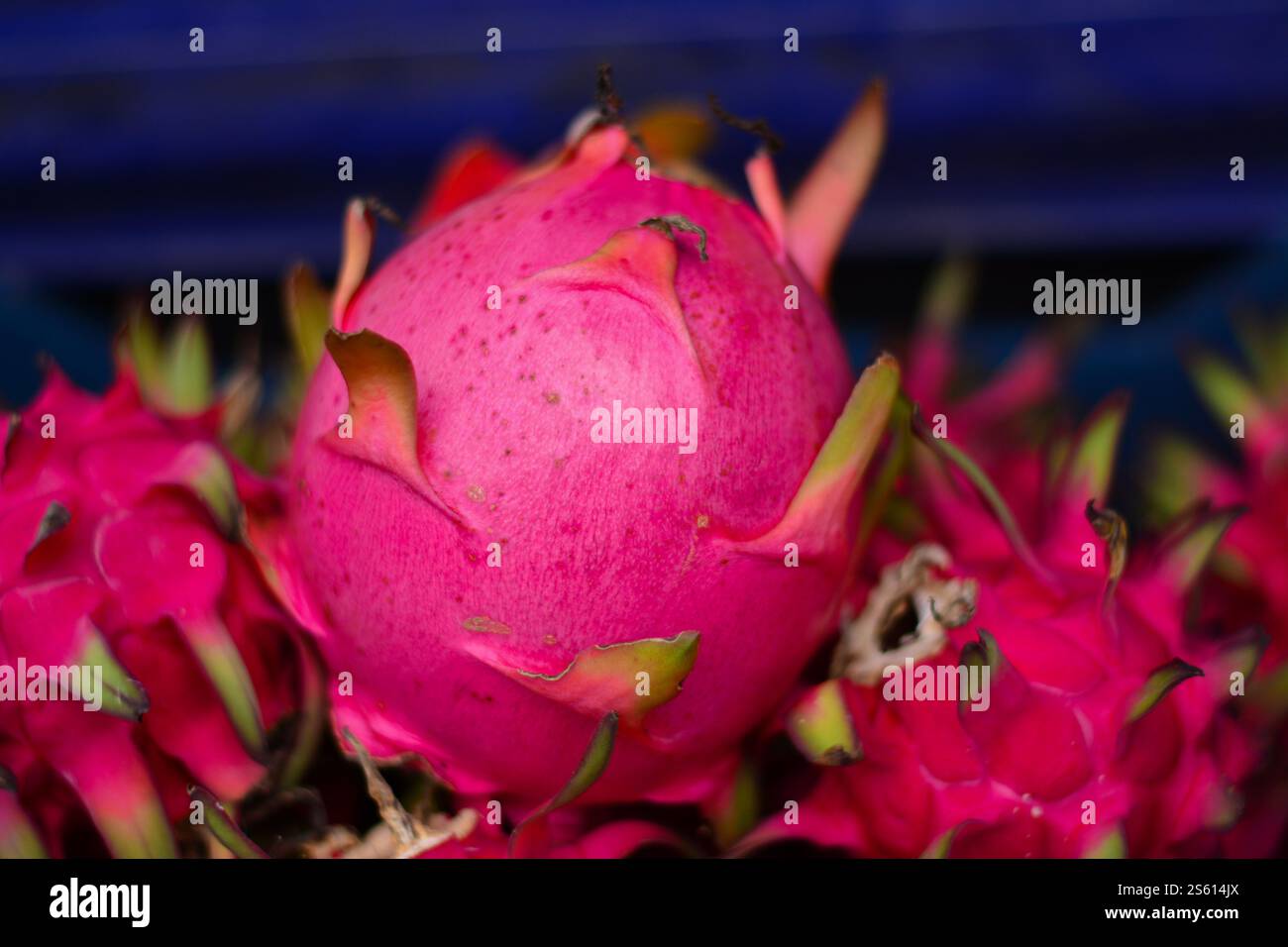 Pitahayas rojas hi-res stock photography and images - Alamy