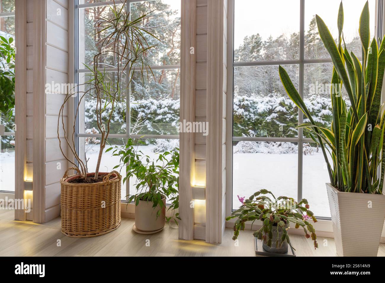 Bright winter garden with large panoramic windows, snowy winter view ...