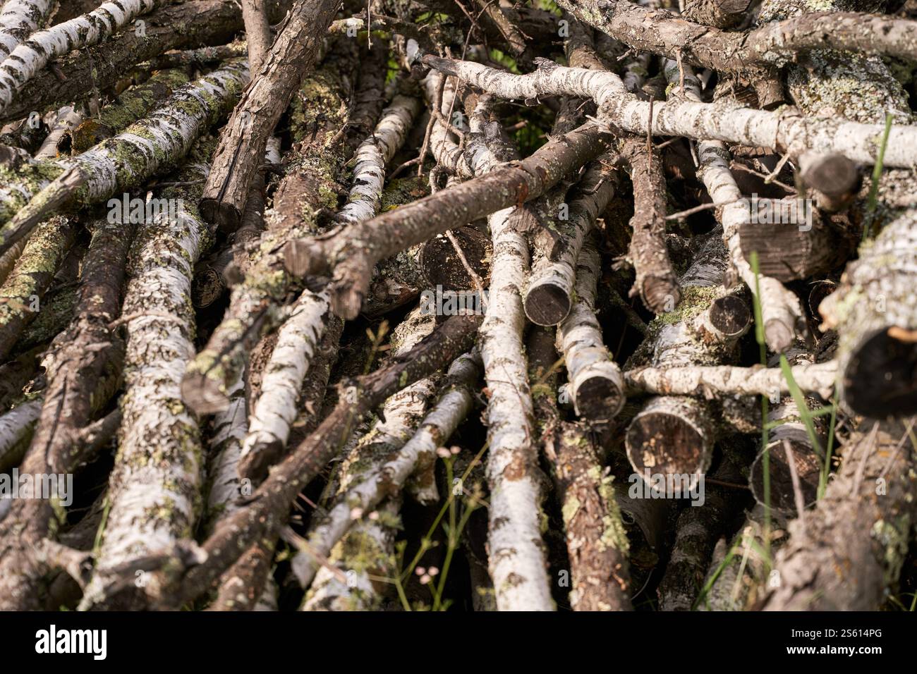 Pile of birch logs and branches with mossy growth in forest setting ...