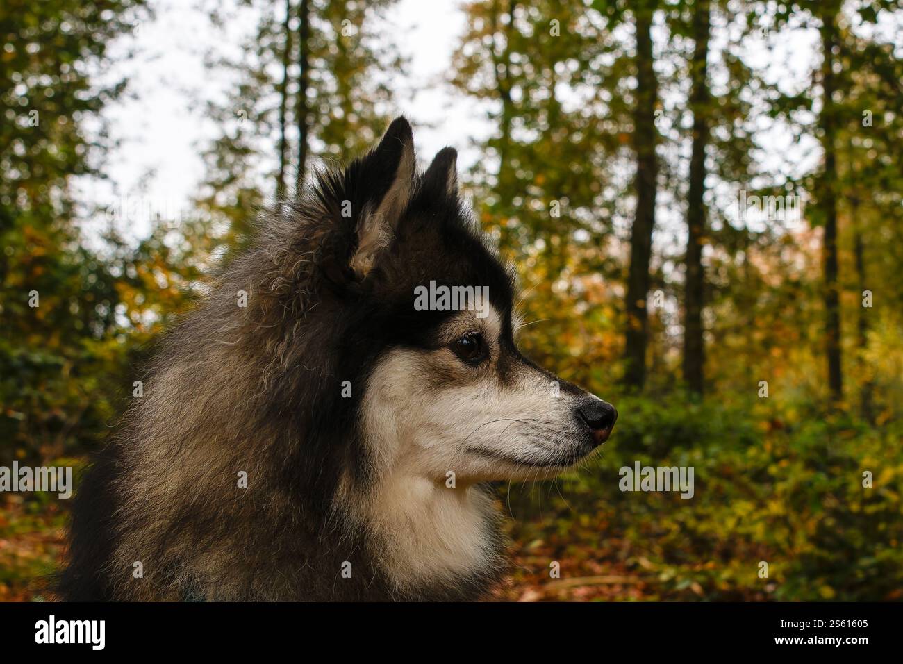 A lovely pomsky dog with black and white tones in the autumn woods ...