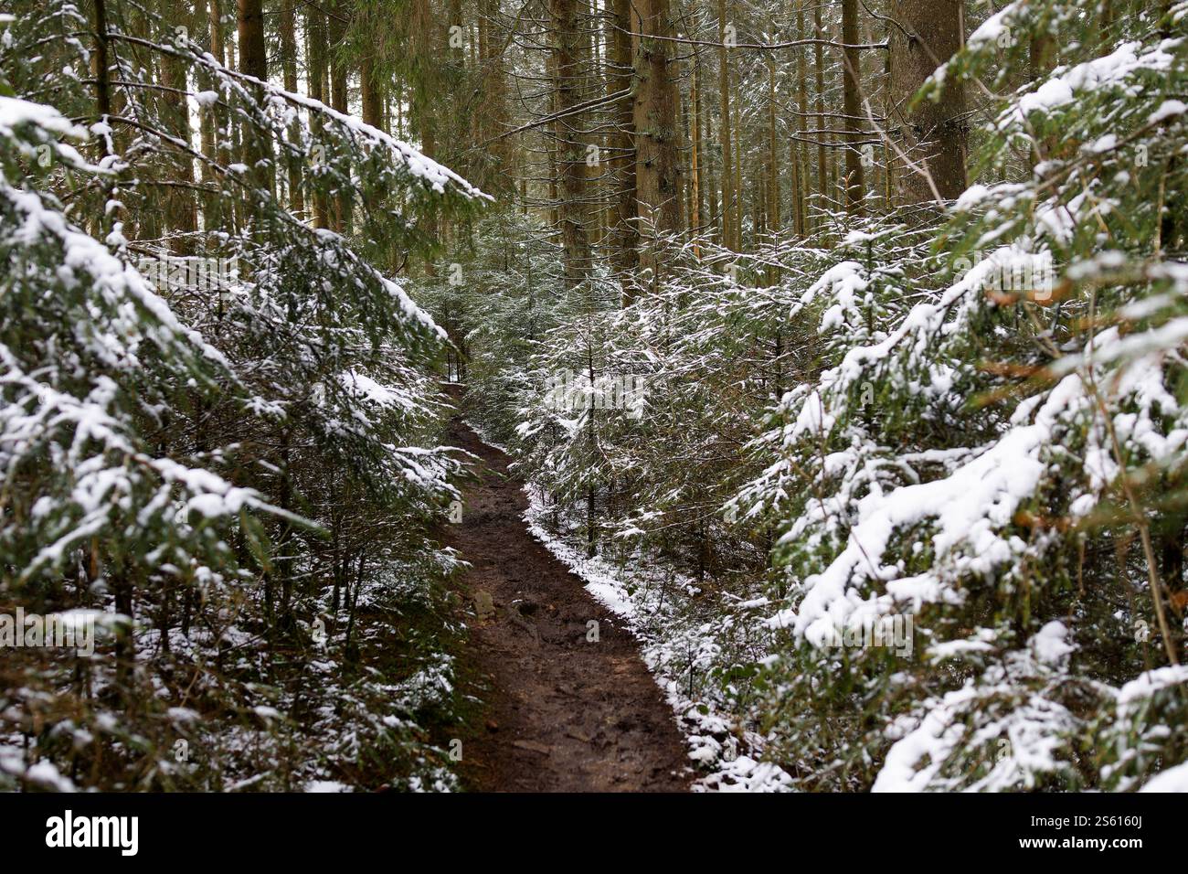 Walking through forest snow leaves hi-res stock photography and images - Alamy