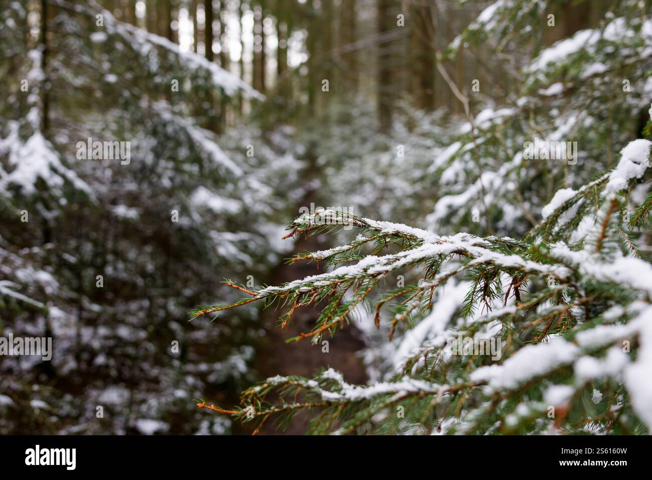Walking path through deciduous tree hi-res stock photography and images - Alamy