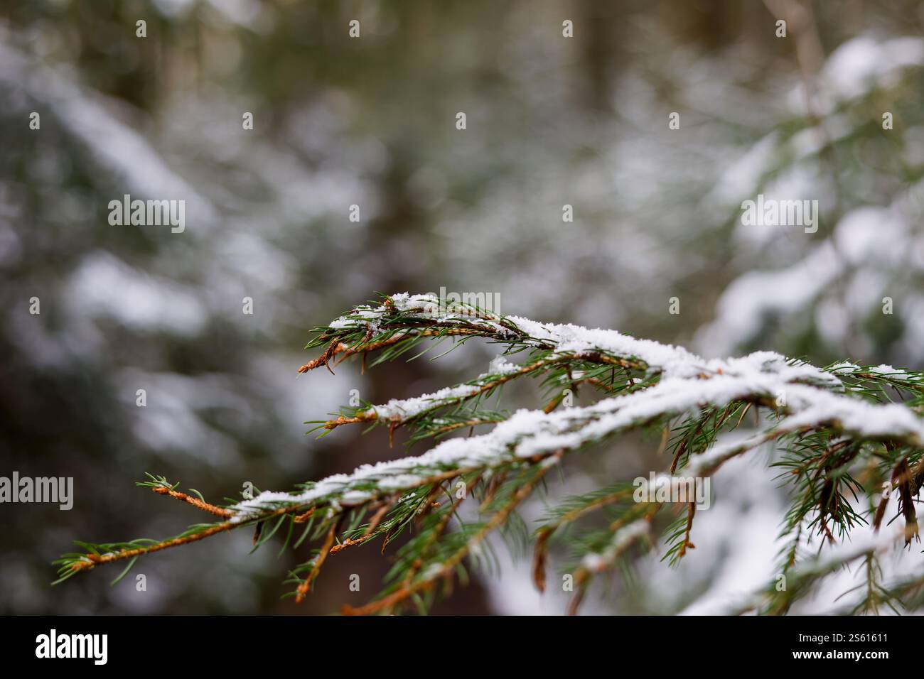 Walking path through the snowy woods Stock Photo - Alamy
