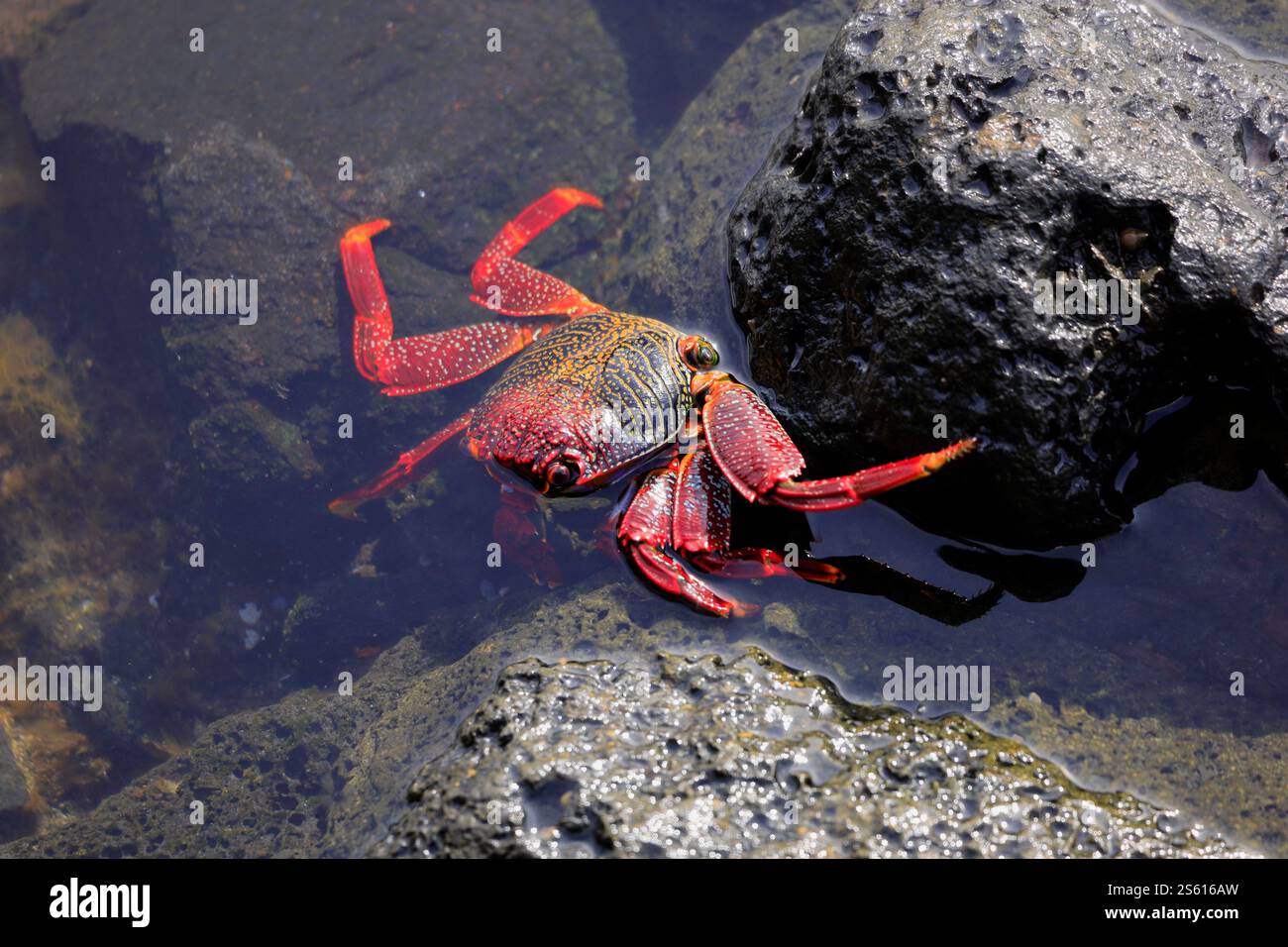 Grapsus adscensionis - Atlantic Rock Crab, El Cotillo, Fuerteventura ...