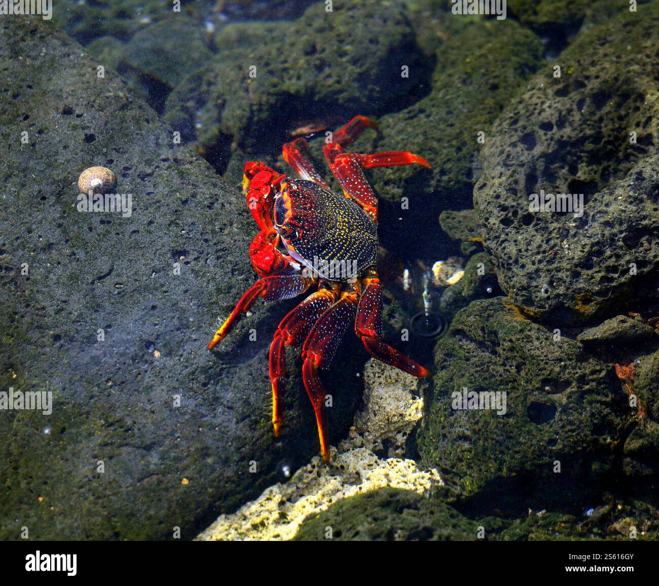 Grapsus adscensionis - Atlantic Rock Crab, El Cotillo, Fuerteventura ...