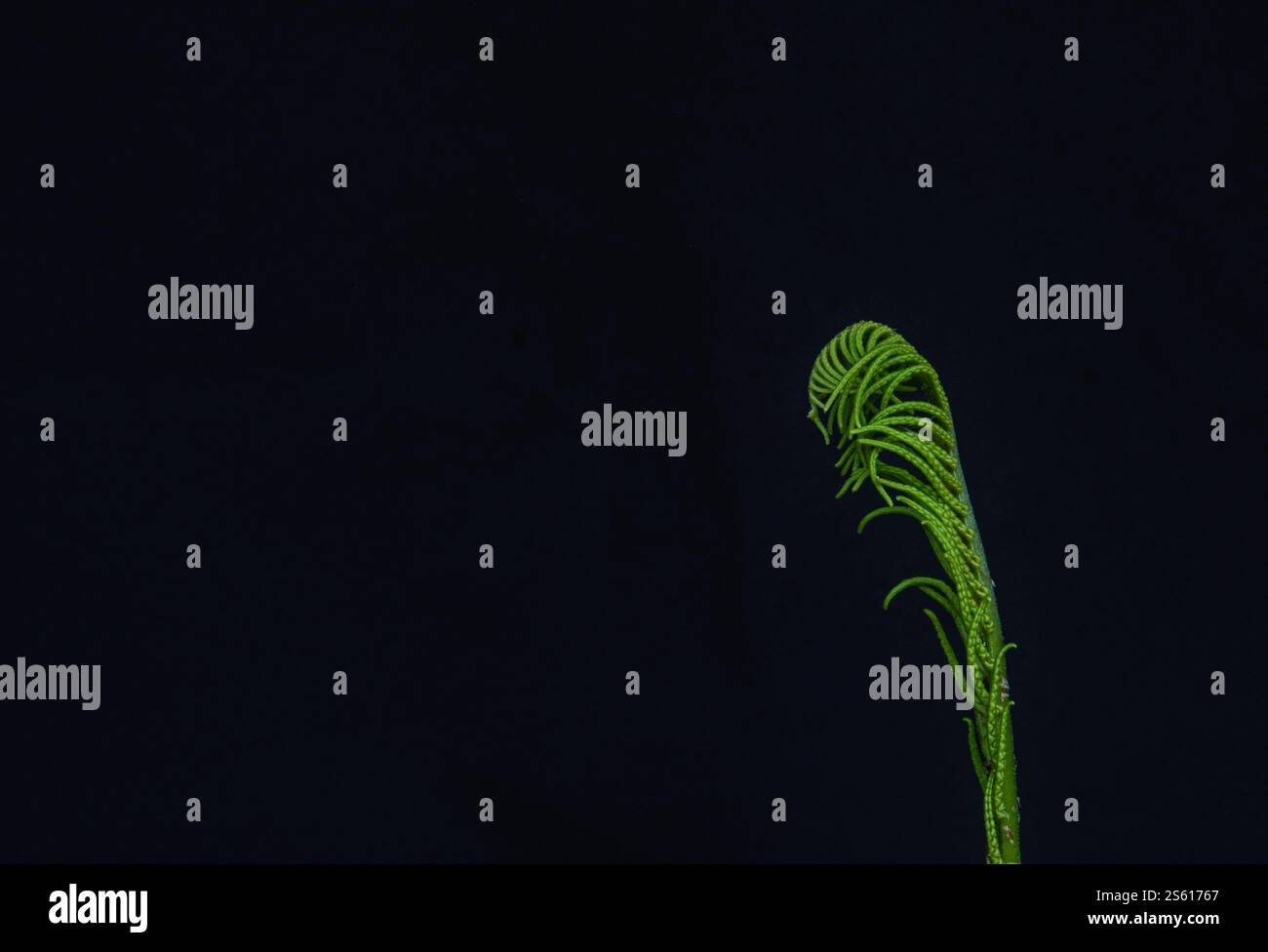 Close-up of three young fern leaves, one starting to unfold, against a ...