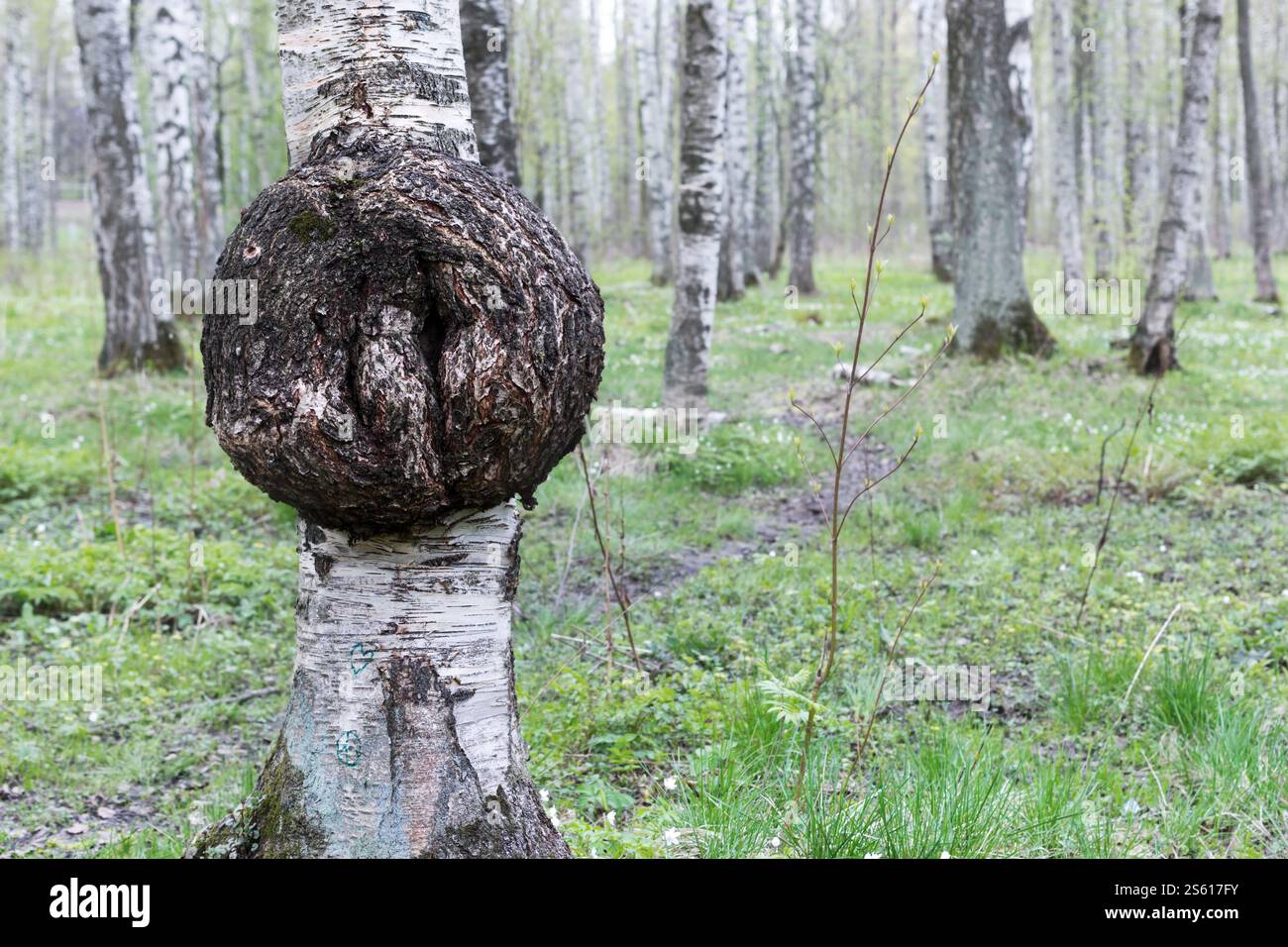 The growth of birch Stock Photo - Alamy
