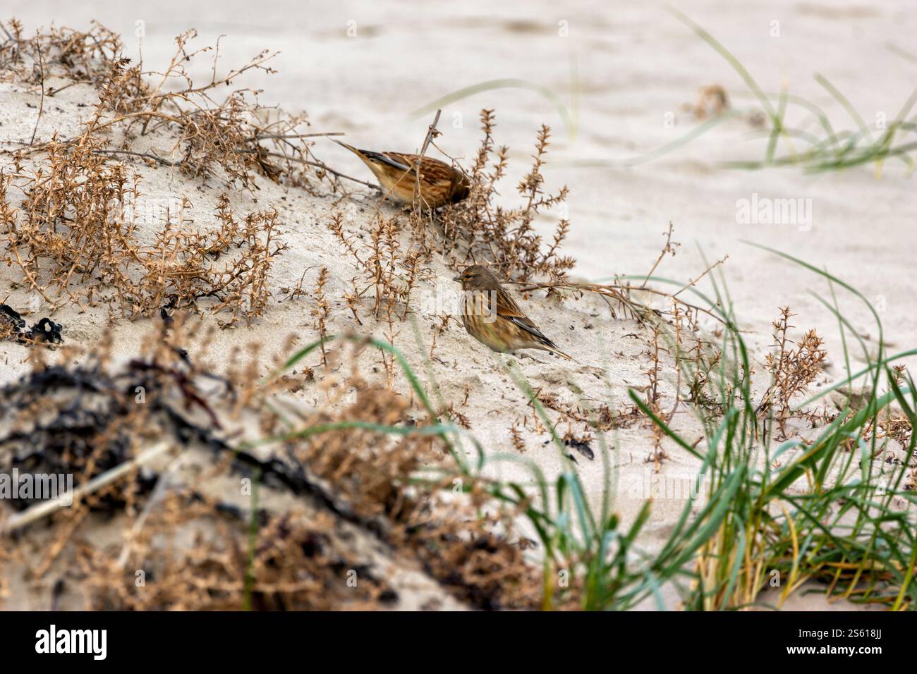 Female Common Linnet, a seed-eating passerine bird, photographed in the ...
