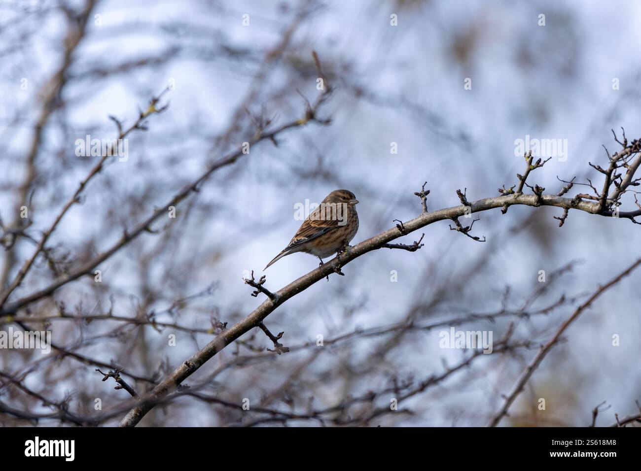 Female Common Linnet, a seed-eating passerine bird, photographed in the ...