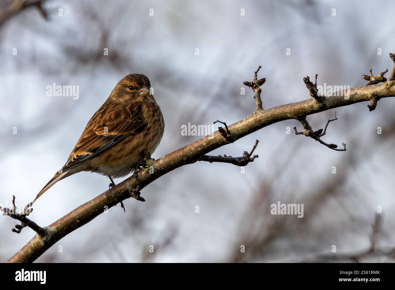 Female Common Linnet, a seed-eating passerine bird, photographed in the ...