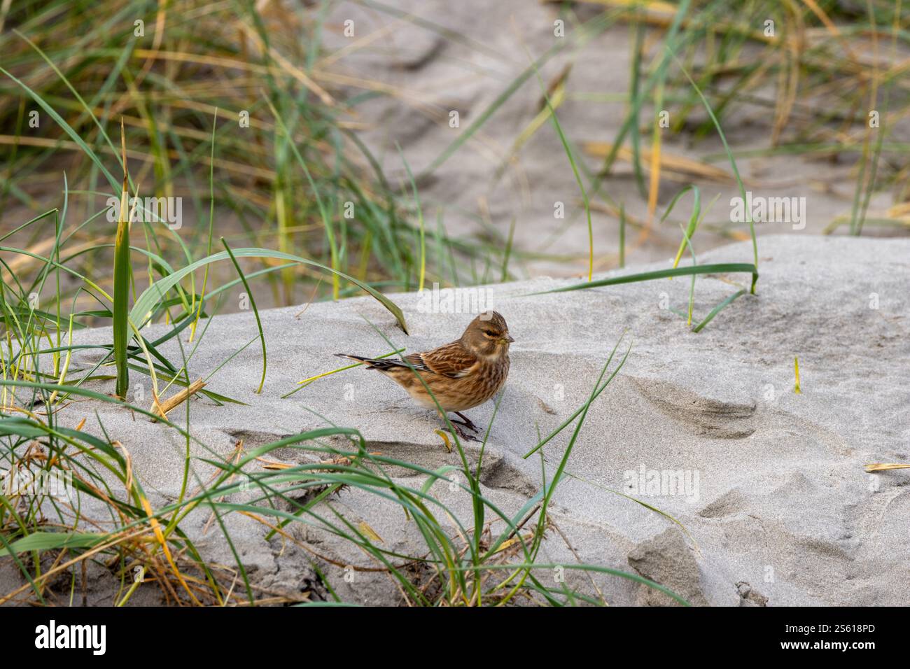 Female Common Linnet, a seed-eating passerine bird, photographed in the ...