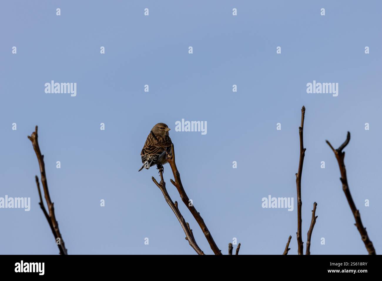 Female Common Linnet, a seed-eating passerine bird, photographed in the ...