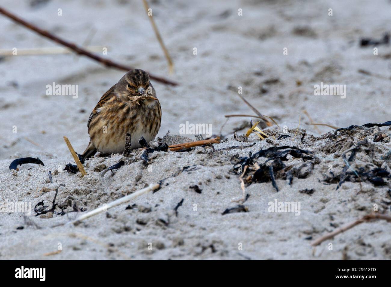 Female Common Linnet, a seed-eating passerine bird, photographed in the ...