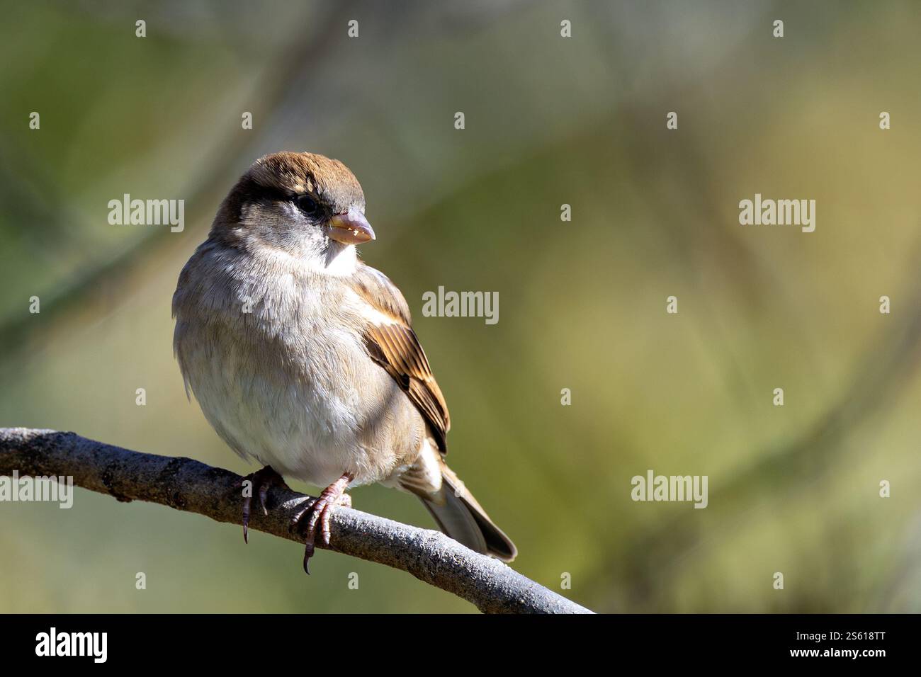 Female House Sparrow, an omnivore feeding on seeds and insects ...