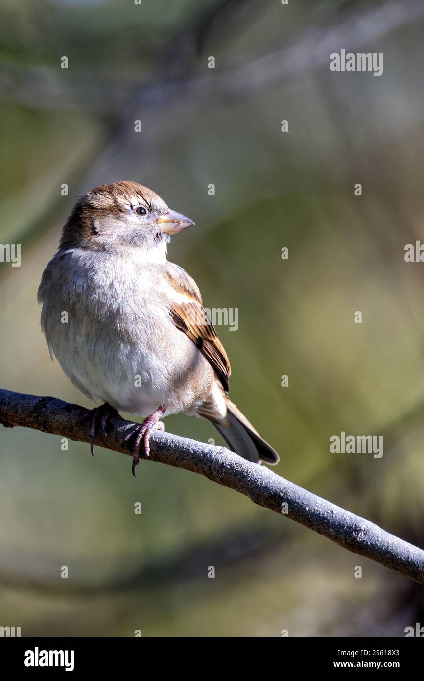 Female House Sparrow, an omnivore feeding on seeds and insects ...